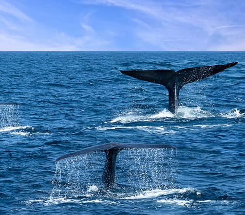 Protecting Endangered Whales I MSC Group